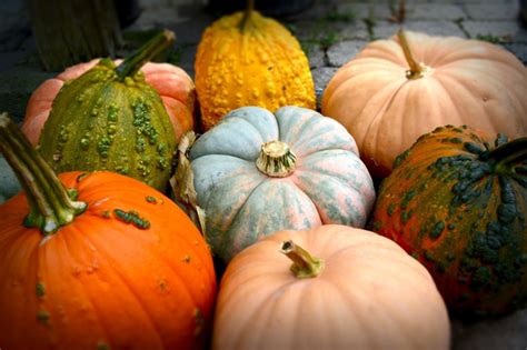 Decorative Pumpkins And Squash May Be Edible But Thats Not The Whole