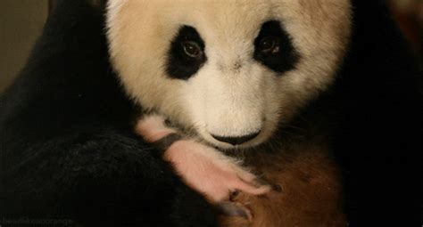 panda find and share on giphy