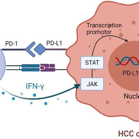 Cd8 T Cells Upregulate Pd L1 Expression In Tumor Cells Cd8 T Cells