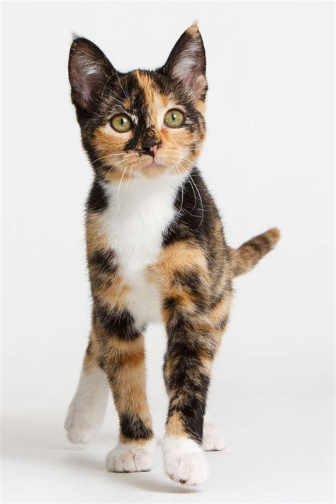 Daily Dose April 4 2017 Colorful Cat Angelica Calico 2017