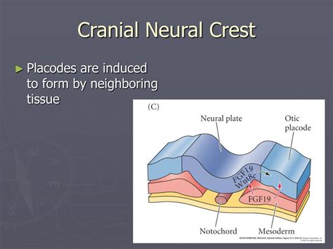 Ppt Neural Crest Cells And Axonal Specificity Powerpoint Presentation