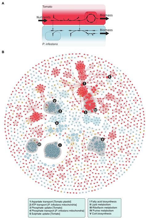Frontiers Uncovering The Role Of Metabolism In Oomycete–host