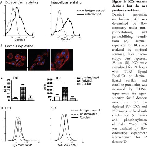 Figure 1 From The Role Of C Type Lectin Receptors In Human Skin