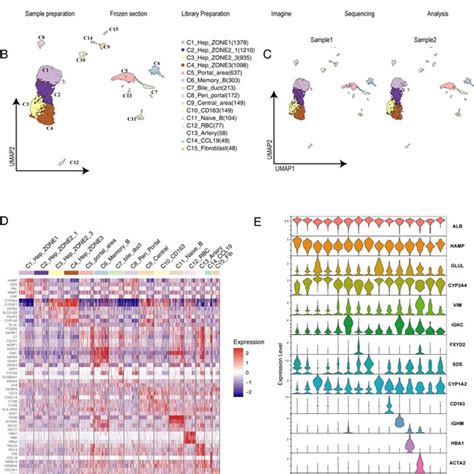 Spatial Transcriptome Reveals The Cell Populations Of The Normal Human