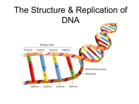 Basics Of Dna Replication