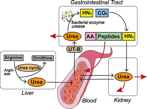 The Urea Nitrogen Salvaging Uns Process Urea Is Produced In The