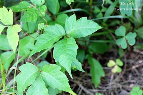 Poison Ivy 101 How To Identify Treat And Prevent House Of Hawthornes