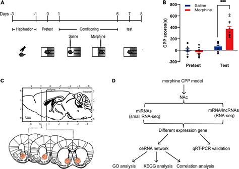 Frontiers Transcriptomic Analysis Of Long Non Coding Rna Microrna