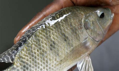 Cara Membuat Ikan Nila Cepat Bertelur Agar Bisnis Pembibitan Sukses