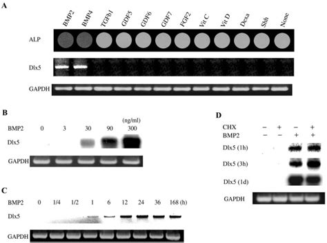 Bmp 2 Induced Runx2 Expression Is Mediated By Dlx5 And Tgf β1 Opposes