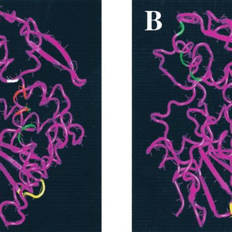 Epitope Mapping Of Rac Mabs Epitopes Defined By Mapping Using Peptide