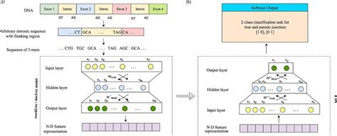 Splicevec Distributed Feature Representations For Splice Junction