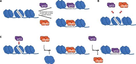 Frontiers P63 And P53 Collaborative Partners Or Dueling Rivals