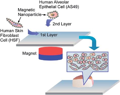 Nanoarchitectonics For Layered Multicellular Clusters Mimicking The