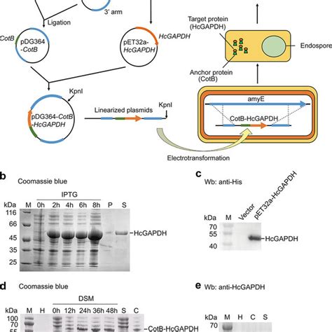Recombinant B Subtilis Spores Expressing Cotb Hcgapdh On The Surface