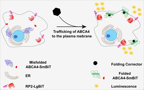 Ijms Free Full Text A Proximity Complementation Assay To Identify