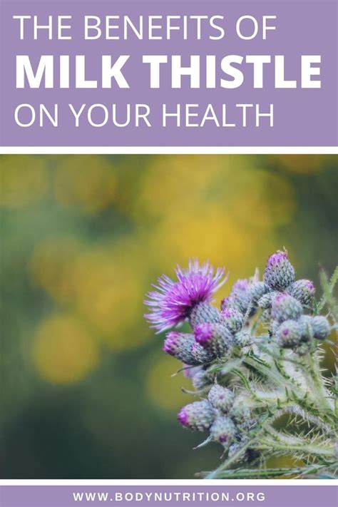 The Benefits Of Milk Thistle On Your Health Milk Thistle Benefits