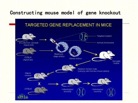 Ppt Basic Strategy Of Gene Function Analysis Powerpoint Presentation