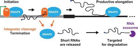 Attenuation Of Eukaryotic Protein Coding Gene Expression Via Premature