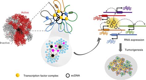 Oncogenic Extrachromosomal Dna Functions As Mobile Enhancers To