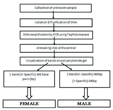 Flow Process Of Polymerase Chain Reaction For Sex Determination