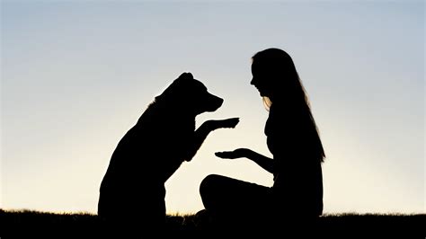 Mestizos Caniches Y Labradores Las Razas De Perros Más Elegidas Por
