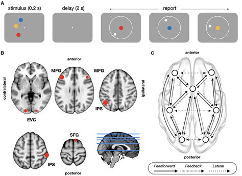 Frontiers Effective Connectivity Of Working Memory Performance A Dcm