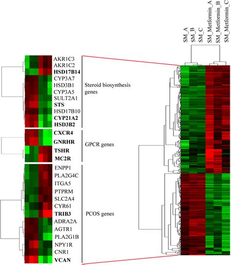 Heat Map Of Affymetrix Microarray Data Showing Differentially Expressed