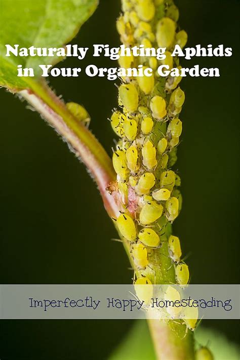 Naturally Controlling Aphids In Your Organic Garden Artofit