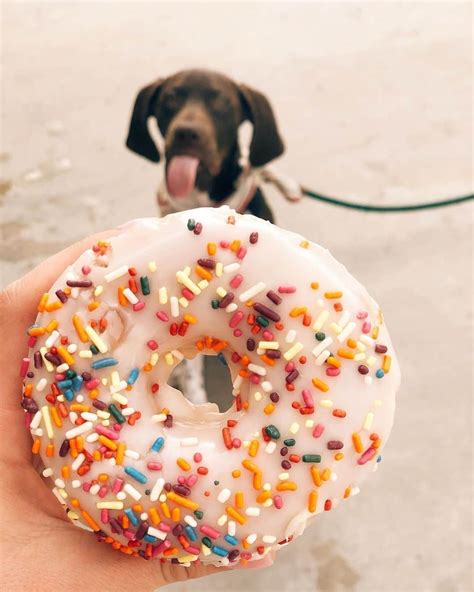 ダンキンドーナツさんのインスタグラム写真 ダンキンドーナツinstagram 「mans Best Friend S 🍩🐶」8月3日