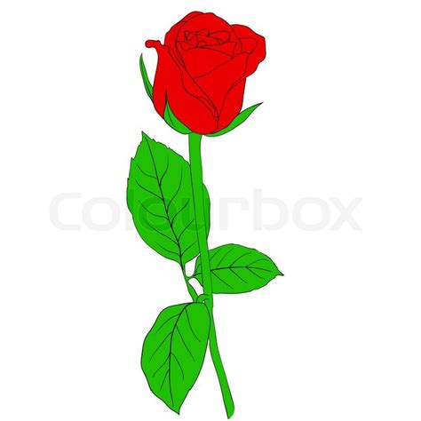 Eine Rote Rose In Der Hand Gezeichnet Stock Vektor Colourbox