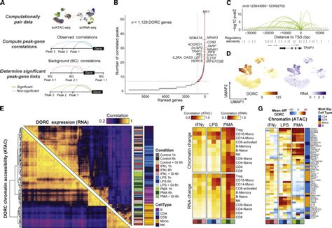 Functional Inference Of Gene Regulation Using Single Cell Multi Omics