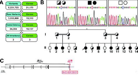 Wgs Variant Identification Sanger Validation And Genomic Organization