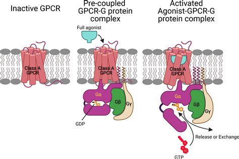 Simple G Protein Coupled Receptors