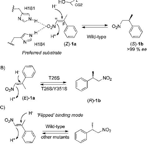 Scheme 2 Proposed Binding Mode S Of The Nitroolefin Substrates Z And