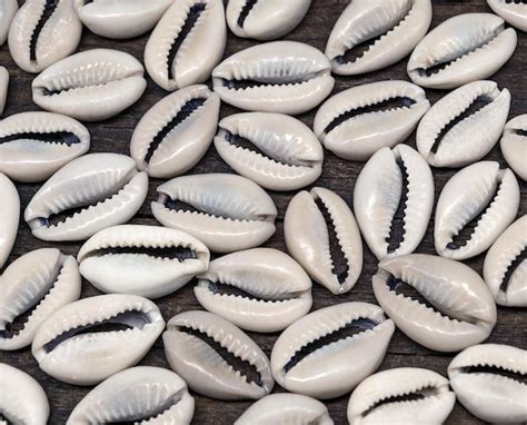 Cowrie Shell 50pc 1 2 3 4 Inch Sliced Cowrie Shells