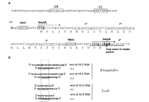 The Nucleotide Sequence Of The 5 Flanking Regions Of The Bmpa Gene A
