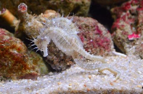 Reproduction De Lhippocampe Exposé Sur Les Hippocampes