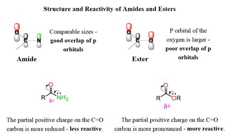 Amides Structure And Reactivity Chemistry Steps