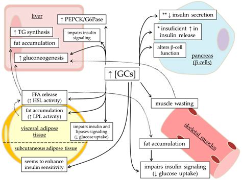 Metabolites Free Full Text Impact Of Glucocorticoid Excess On