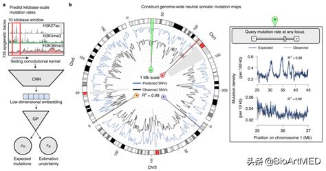Genome Wide Atlas Of Somatic Mutation Rates Reveals Drivers Of Cancer