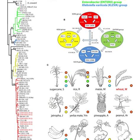 Plant Root Colonization Scenario Of Kosakonia Radicincitans And