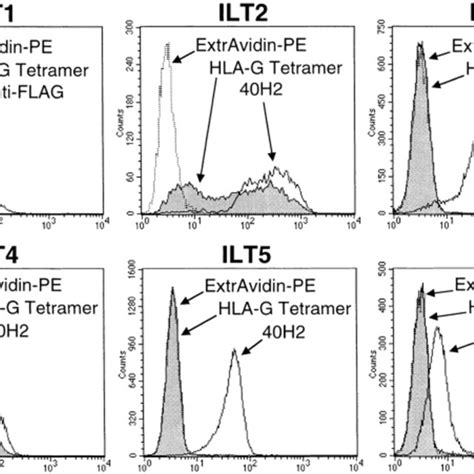 Hla G Tetramers Bind To Ilt2 And Ilt4 Hla G Tetramers Or Extravidin Pe