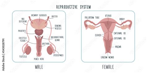 Structure Of Male And Female Genital Organs Anatomy Of Penis And