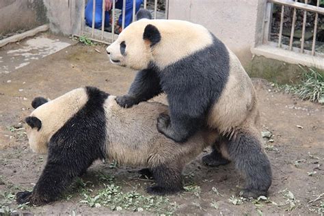 chinese panda lu lu shoots to fame for record breaking sex session at