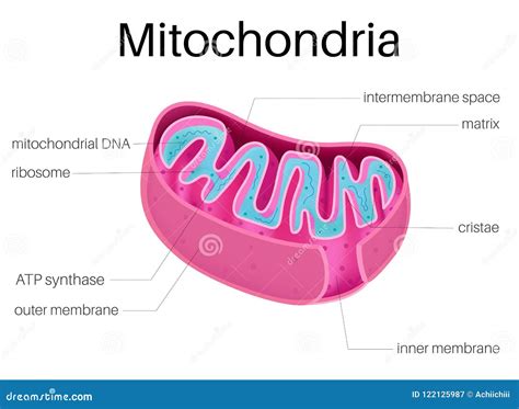 Diagram Of Mitochondria With Labelling
