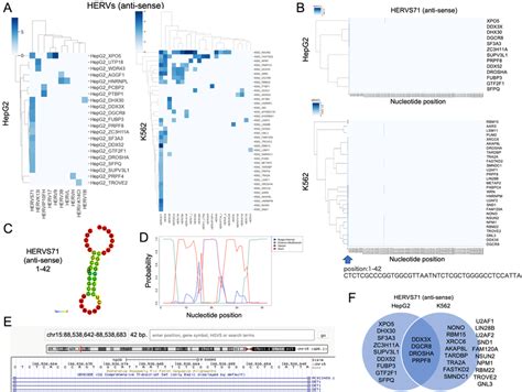 Analysis Of Rbp Binding Patterns On Anti Sense Of Herv Subfamilies With