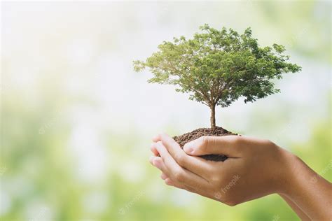 Entregue A Holdig A árvore Grande Que Cresce No Fundo Verde Conceito