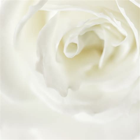 Fondo Floral Abstracto Pétalos De Flor Rosa Blanca Foto Premium