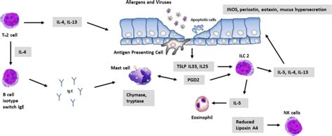 T Helper 2 Th2 Cells In Asthma Pathogenesis Two Molecular Ways 1